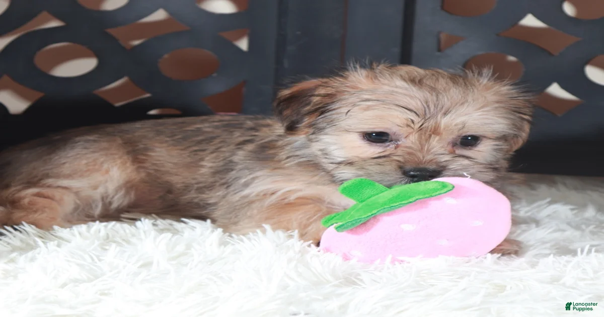 Abby Precious Female Shorkie Shorkie for sale in Mount Vernon ...
