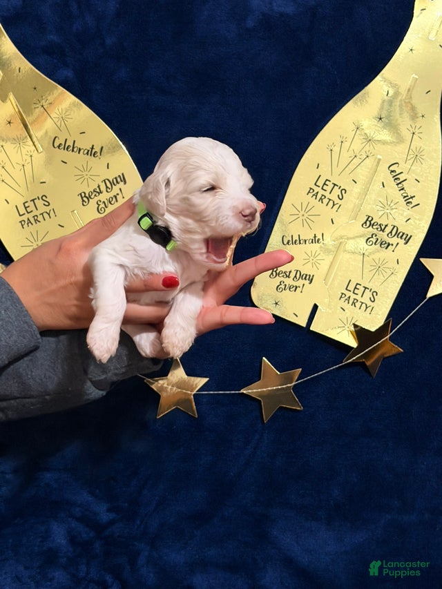 Goldendoodle Puppy 5 for sale in Mooresville | Lancaster Puppies