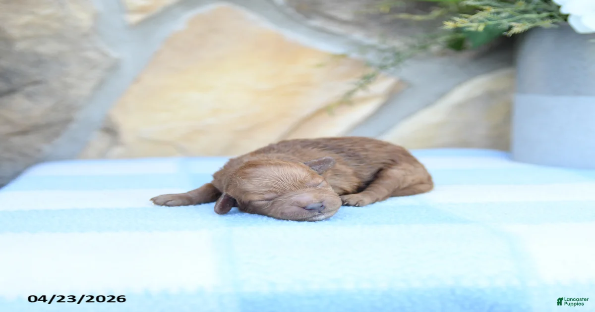 Flossie Cavapoo for sale in East Earl | Lancaster Puppies