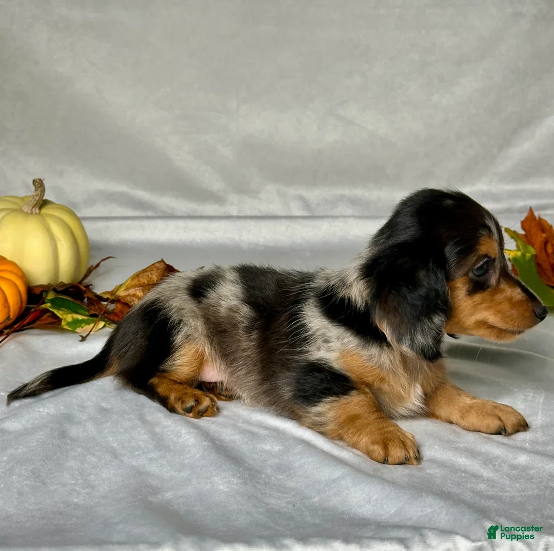Duke for sale in Sugarcreek | Lancaster Puppies