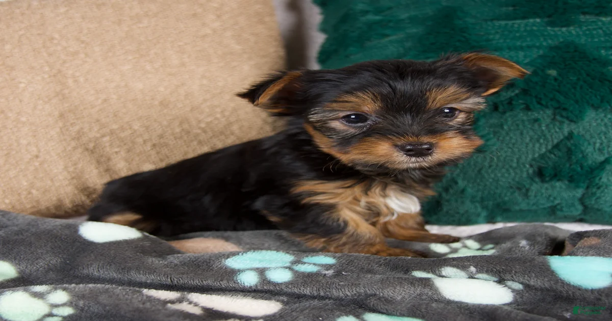 Lance for sale in Dundee | Lancaster Puppies