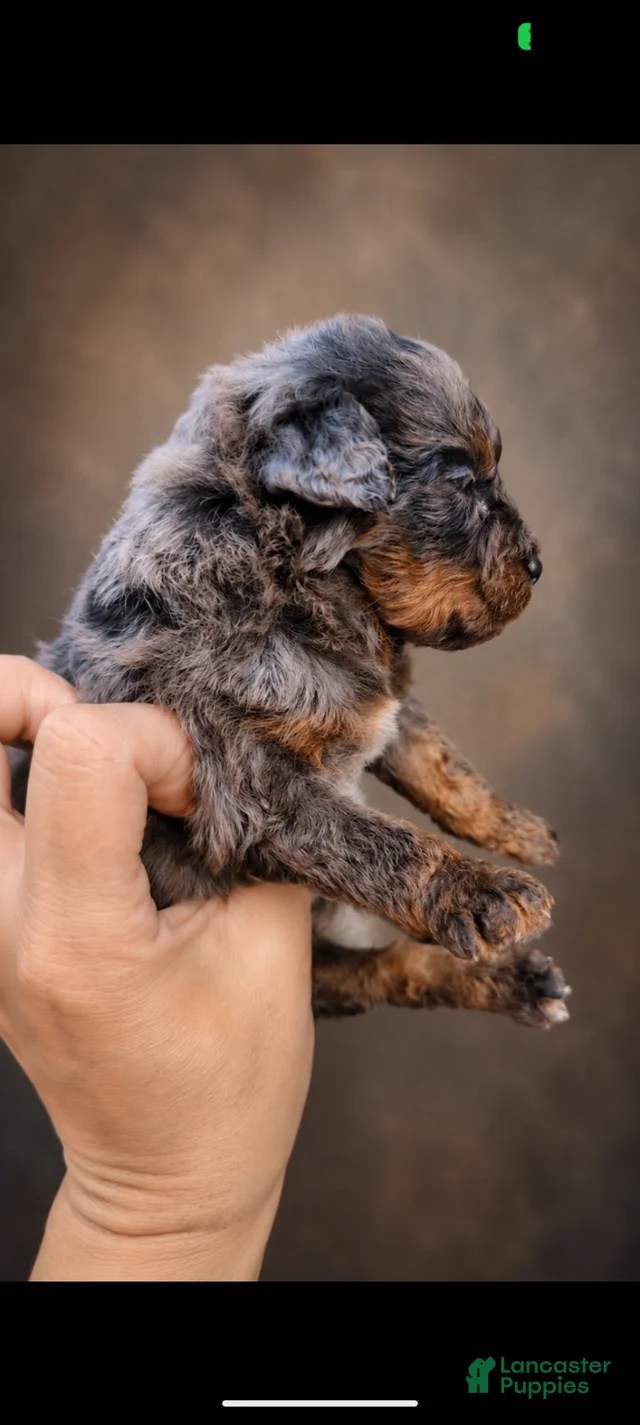 100% Genetically Cleared AKC Toy Poodle Female Toy Poodle for sale in ...