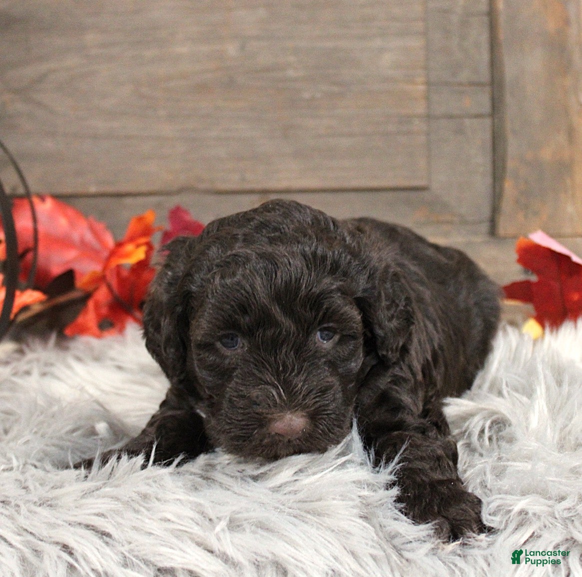 Portuguese Water Dog Puppies for sale | Lancaster Puppies