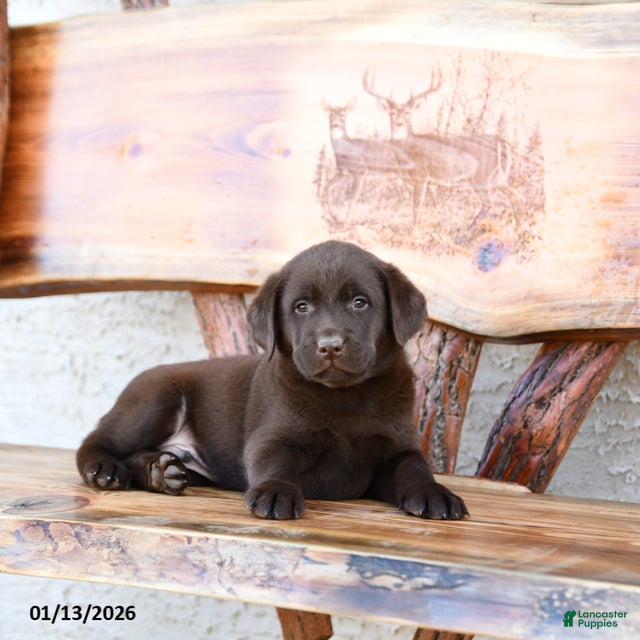 Zeke for sale in Honey Brook | Lancaster Puppies