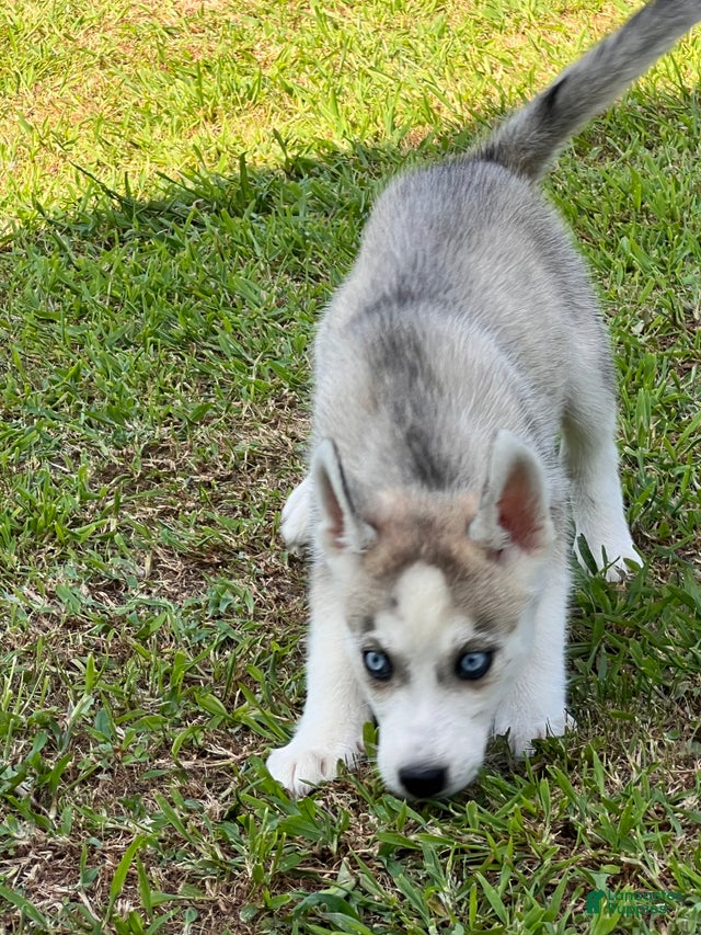 Siberian Husky Puppy 3 for sale in Beaver Springs | Lancaster Puppies