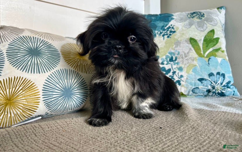 Lakeside German Shepherds & Shih Tzus | Lancaster Puppies