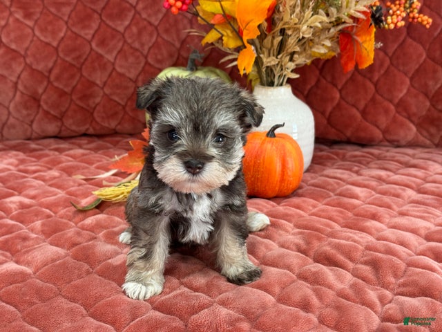 Miracle Female 1 Light Liver and Tan Mega Coat AKC for sale in Pageland ...