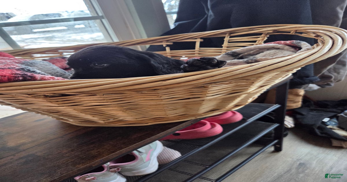 Labrador/Cocker Spaniel for sale in Waterloo | Lancaster Puppies