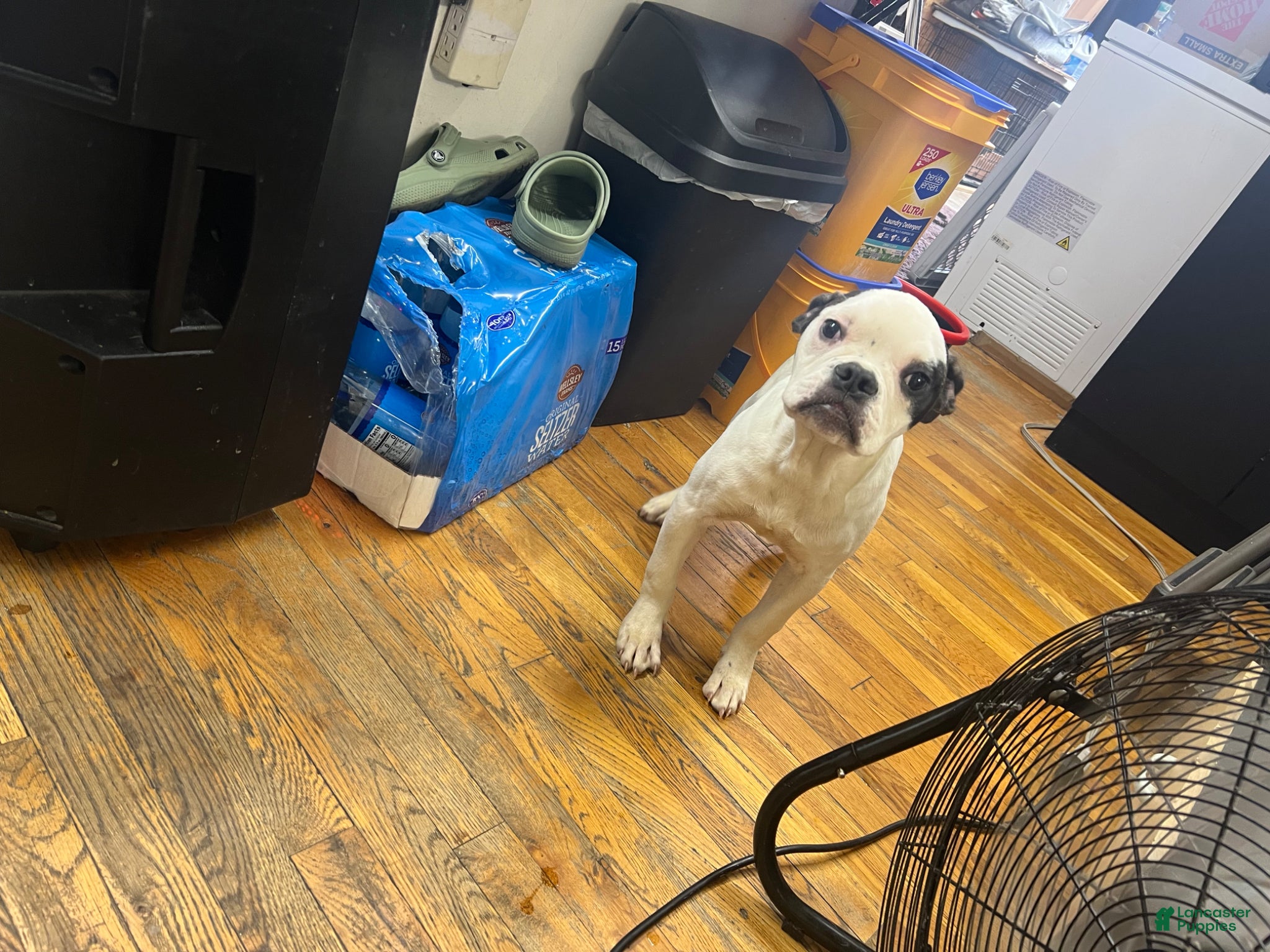 American Bully Puppy 2 American Bully for sale in Paterson | Lancaster ...