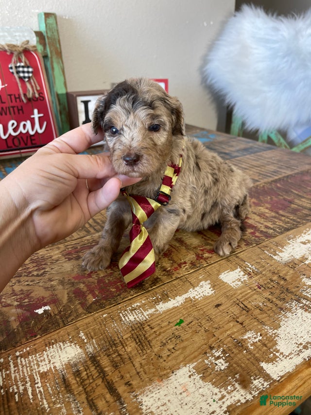Akc Chocolate Phantom Merle for sale in | Lancaster Puppies