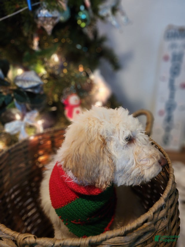 Daisy for sale in Lake Wales | Lancaster Puppies