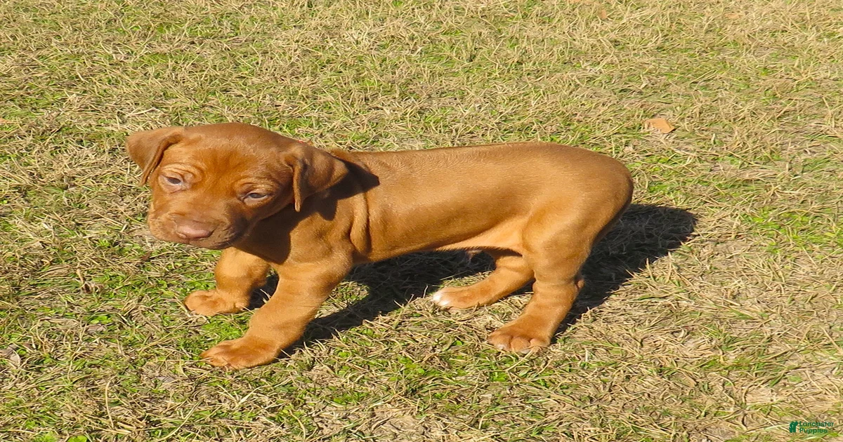 Rhodesian Ridgeback Puppy 1 for sale in Palestine | Lancaster Puppies