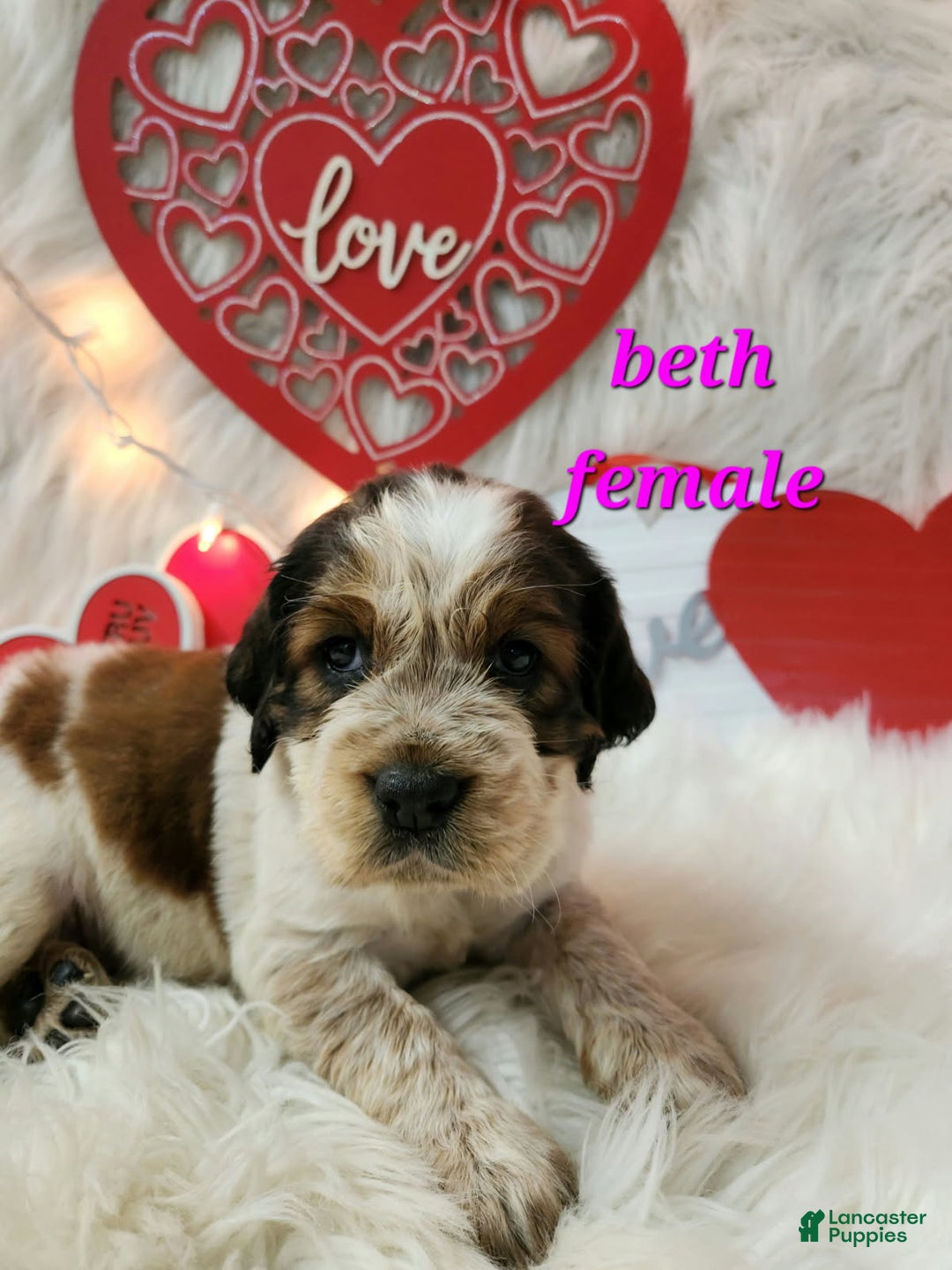 Beth for sale in Manning | Lancaster Puppies