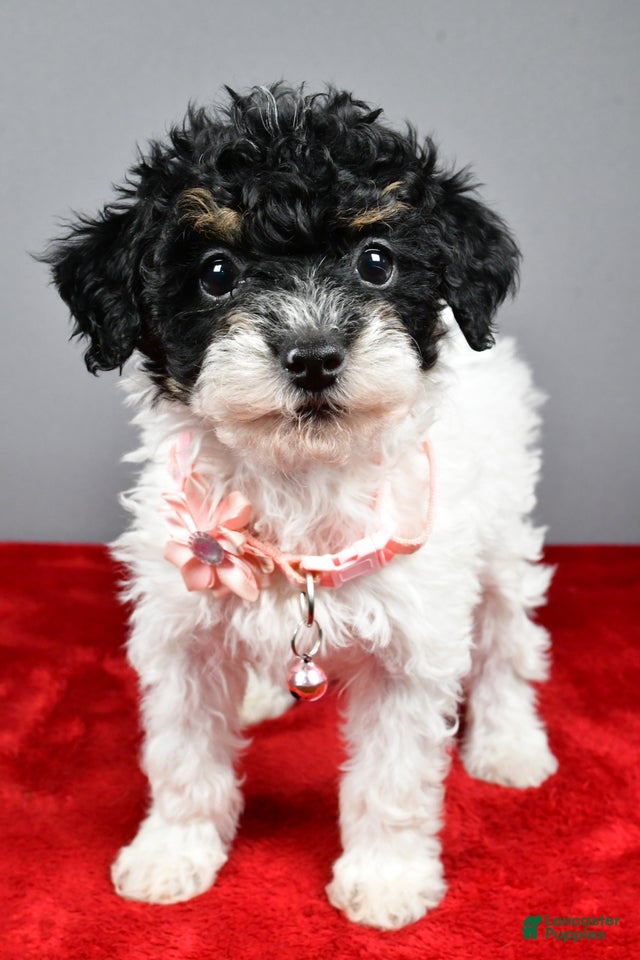 Amanda for sale in Millersburg | Lancaster Puppies