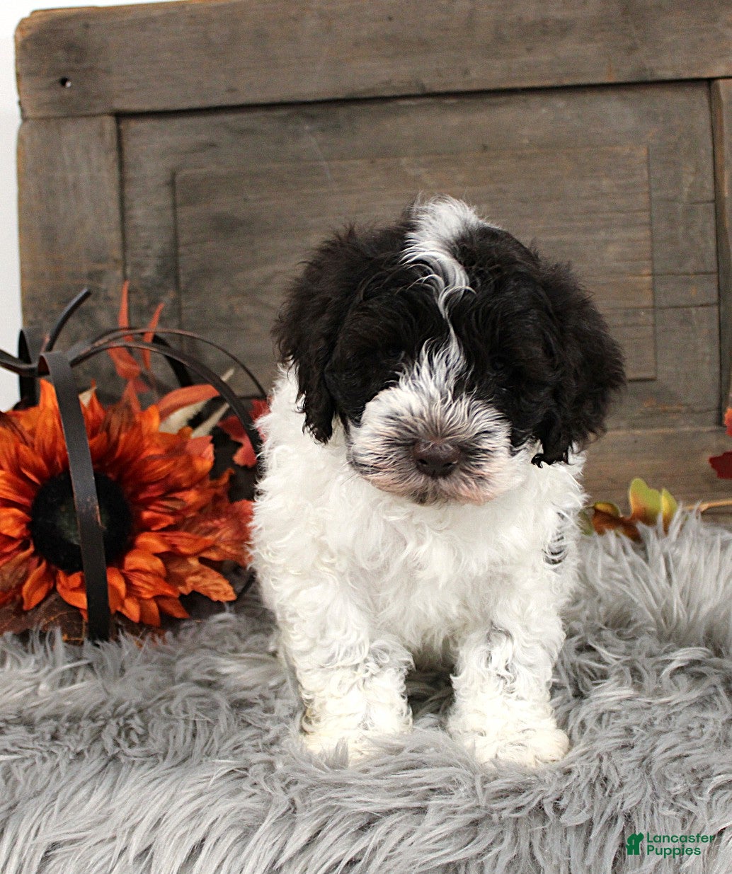 Portuguese Water Dog Puppies for sale | Lancaster Puppies