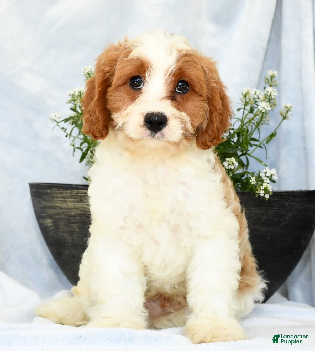 Cavapoo Puppies for sale under $500 | Lancaster Puppies