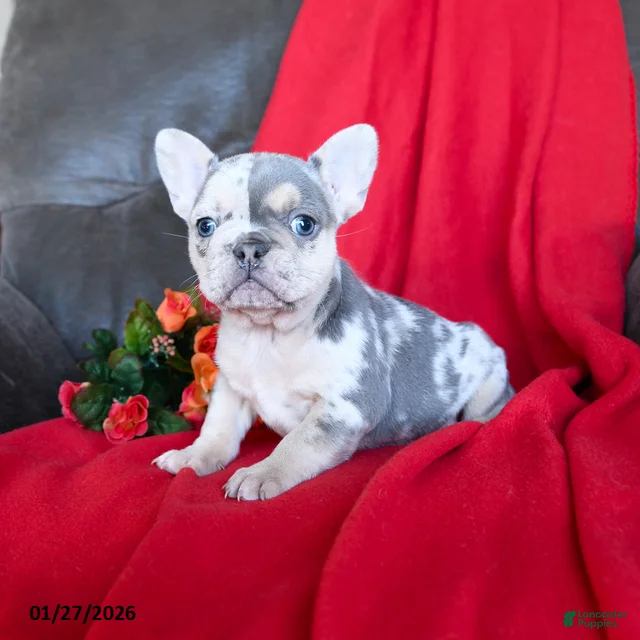 Lola for sale in Rising Sun | Lancaster Puppies
