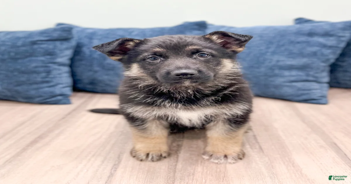 Tucker German Shepherd for sale in Millersburg | Lancaster Puppies