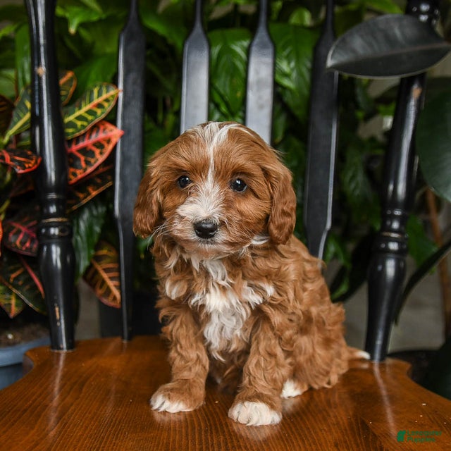 Zion for sale in Gap | Lancaster Puppies