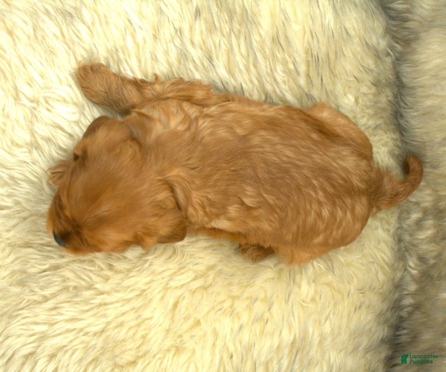 Peter for sale in Milton | Lancaster Puppies