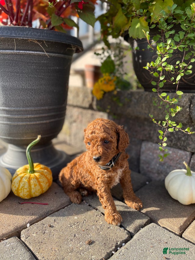 Frank for sale in Gap | Lancaster Puppies