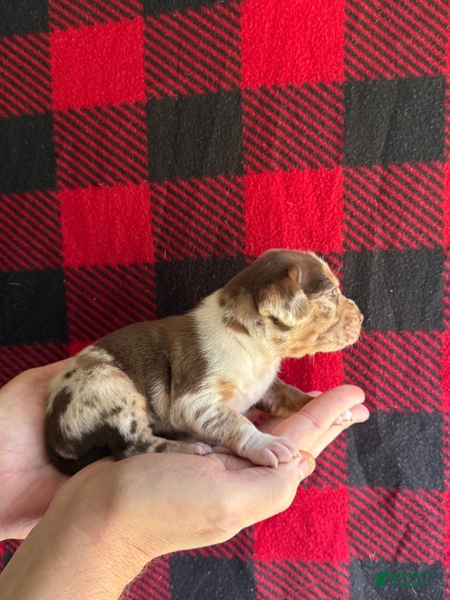 Catahoula Leopard Dog Puppy 5 for sale in Keithville | Lancaster Puppies