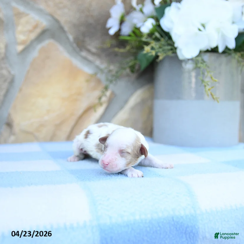 Finn Cavapoo for sale in East Earl | Lancaster Puppies