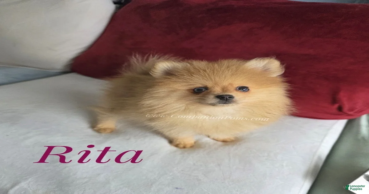 Puppies for sale in Tennessee | Lancaster Puppies