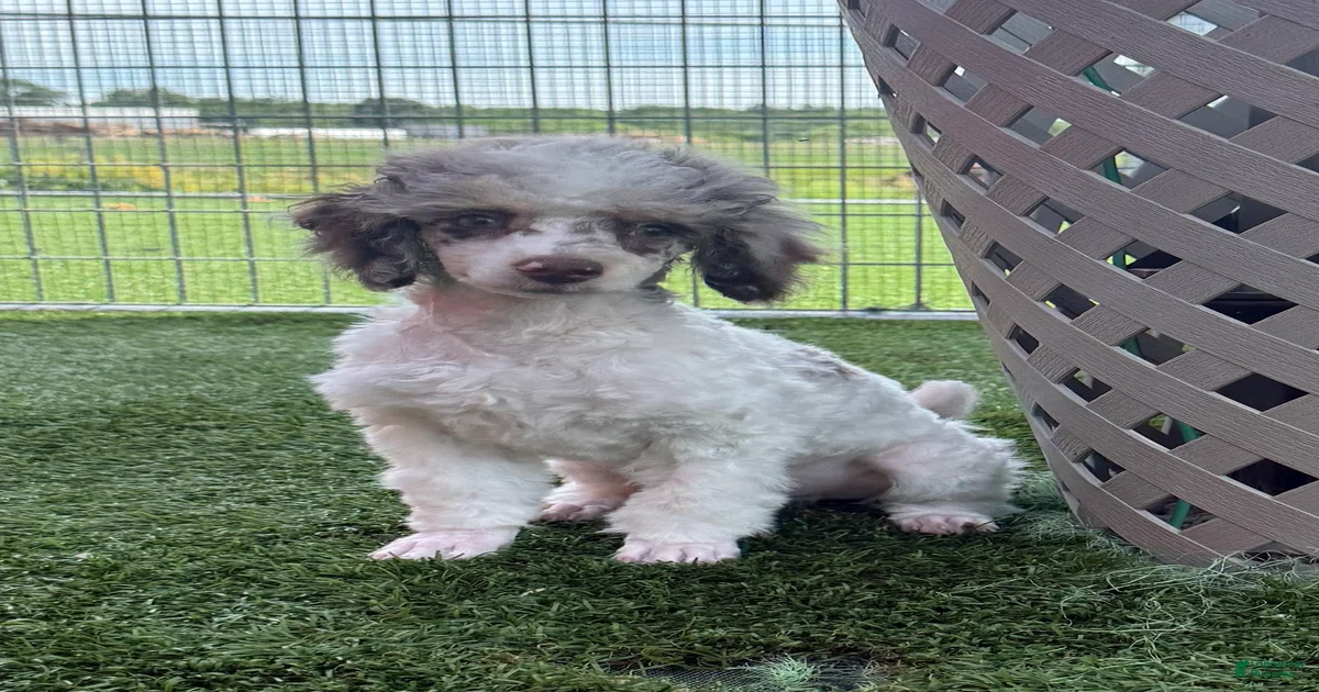 Merle Miniature Poodle Puppies for sale | Lancaster Puppies