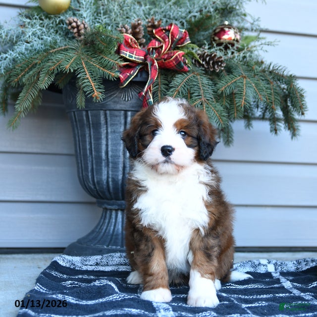 Merle for sale in Honey Brook | Lancaster Puppies