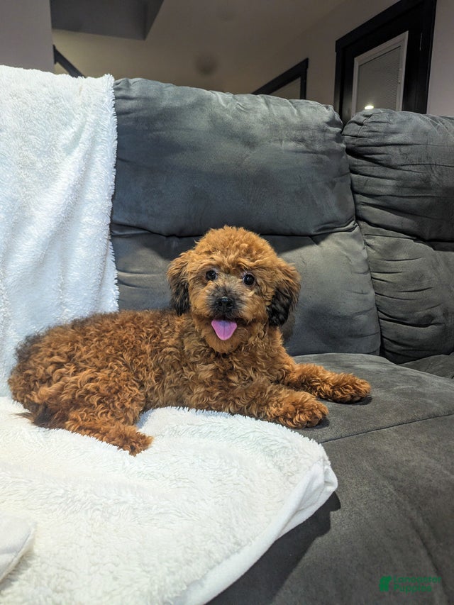 Bailey for sale in Dundee | Lancaster Puppies