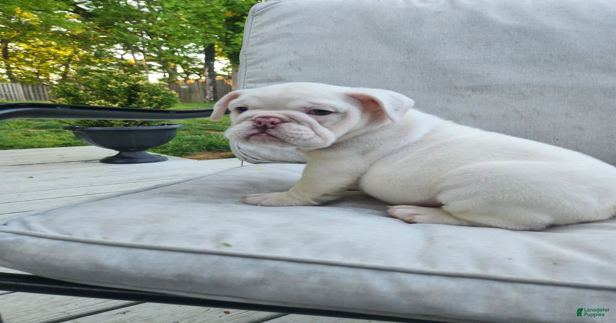 Puppies for sale in Maryland | Lancaster Puppies