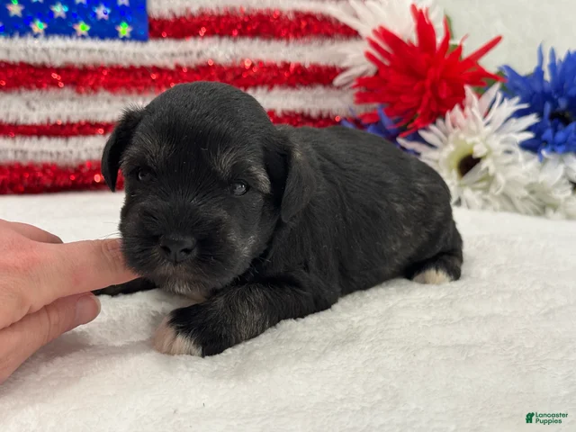 Marsha Male 5 Miniature Schnauzer for sale in Pageland | Lancaster Puppies