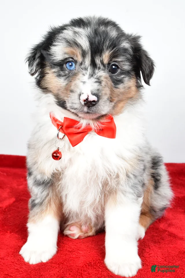 Felty and Mary Esther Raber | Lancaster Puppies