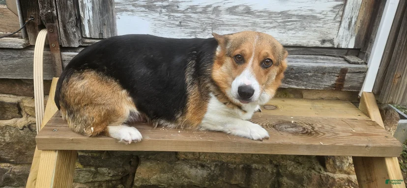 Trixy Welsh Corgi Pembroke for sale in Richfield | Lancaster Puppies