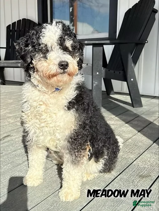 Malachi Mixed Breed for sale in Columbia City | Lancaster Puppies