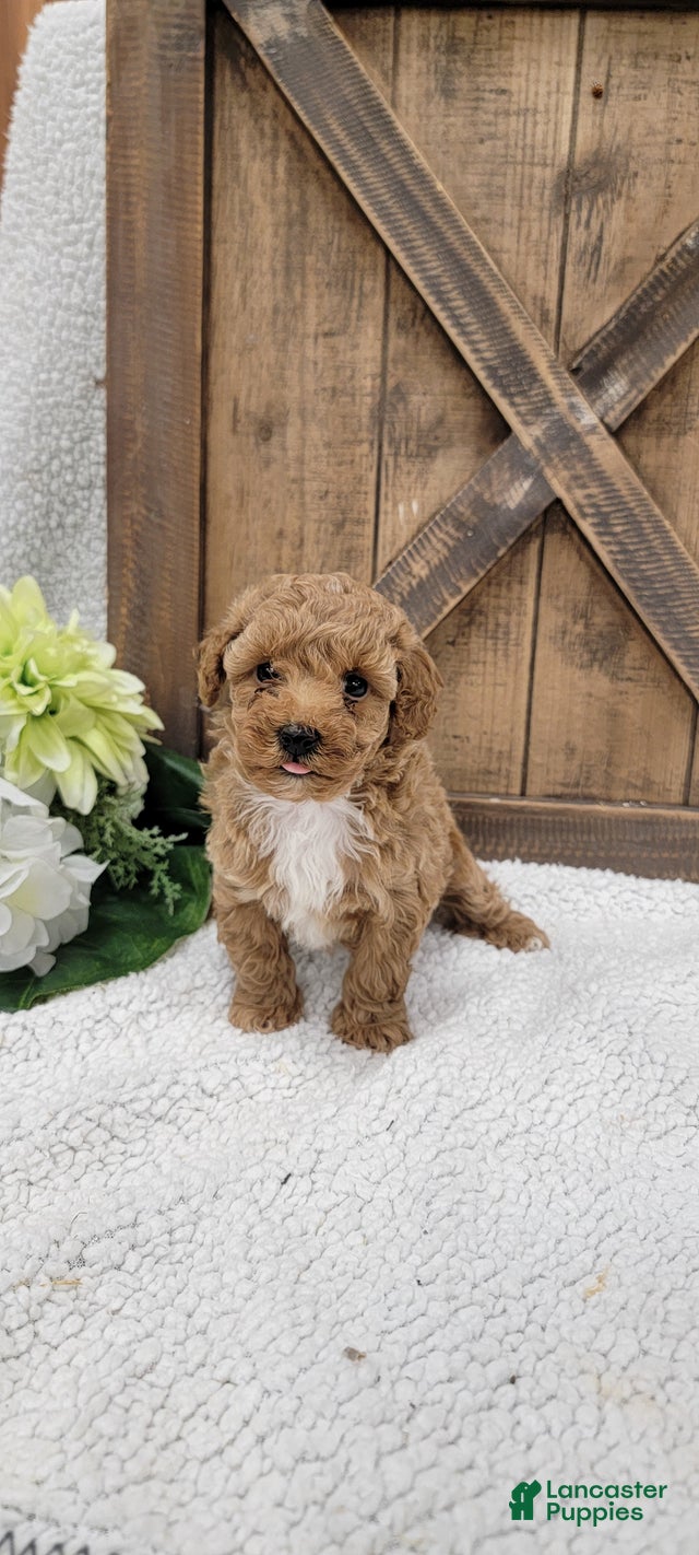 Esta for sale in East Earl | Lancaster Puppies