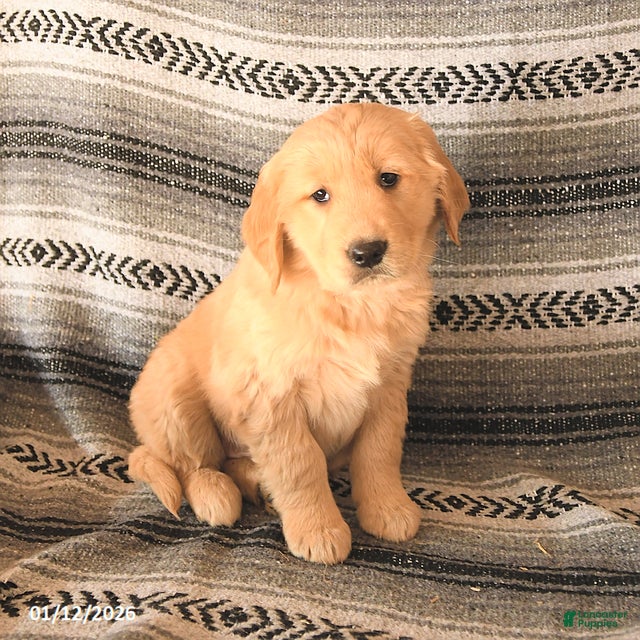 Foxy for sale in Taneytown | Lancaster Puppies