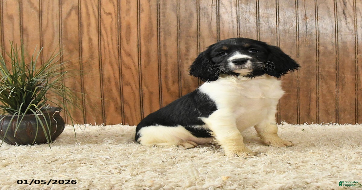 Faith for sale in Millerstown | Lancaster Puppies