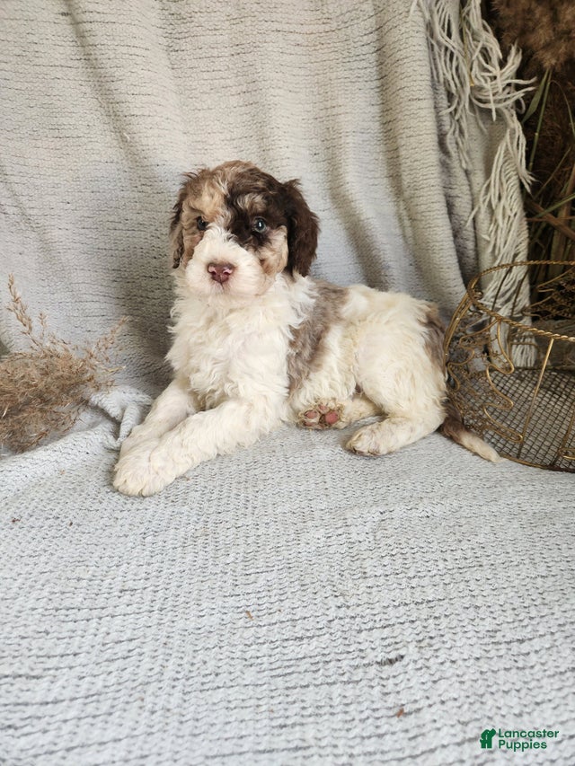 Leah for sale in Millersburg | Lancaster Puppies