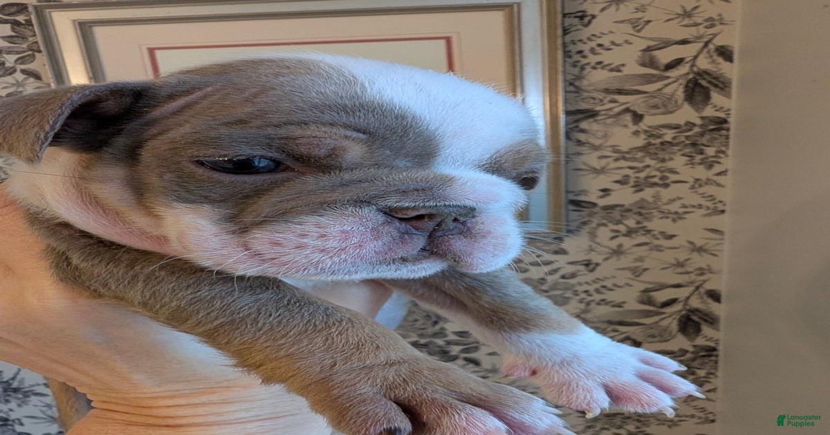 Rachel for sale in Mantua Township | Lancaster Puppies