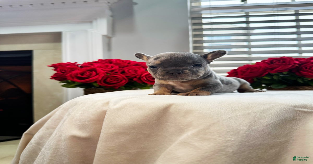 Jixy for sale in Middletown | Lancaster Puppies