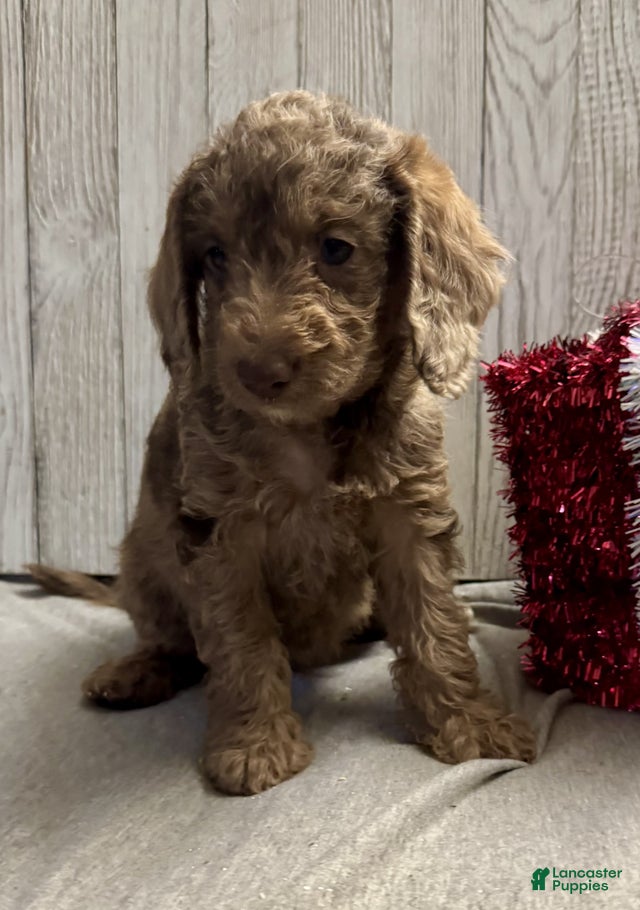 Jenni for sale in North Canton | Lancaster Puppies