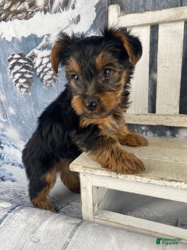 Mason for sale in Baltic | Lancaster Puppies
