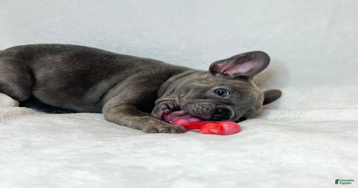 Lilly for sale in Staten Island | Lancaster Puppies