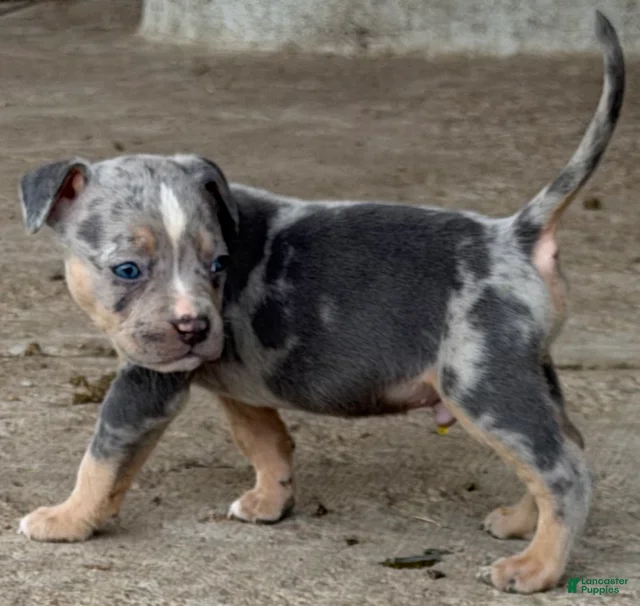 American Bully Puppy 2 American Bully for sale in Aurora | Lancaster ...