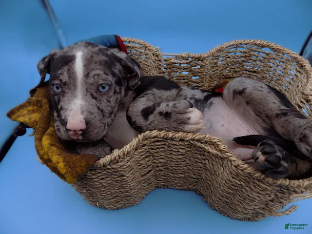 Minnie Mouse for sale in Fort Loudon | Lancaster Puppies