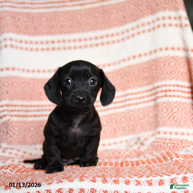 Kassie for sale in Honey Brook | Lancaster Puppies