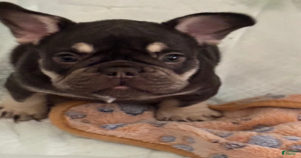 Dolce French Bulldog for sale in Middletown | Lancaster Puppies