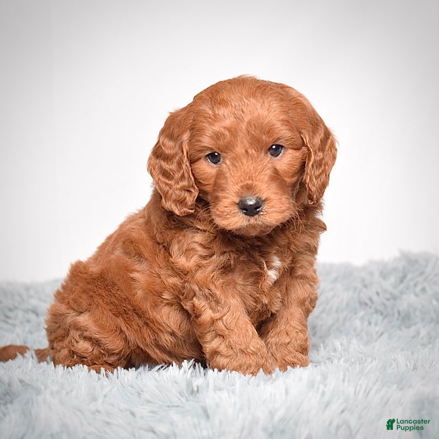 Finn for sale in Sugarcreek | Lancaster Puppies